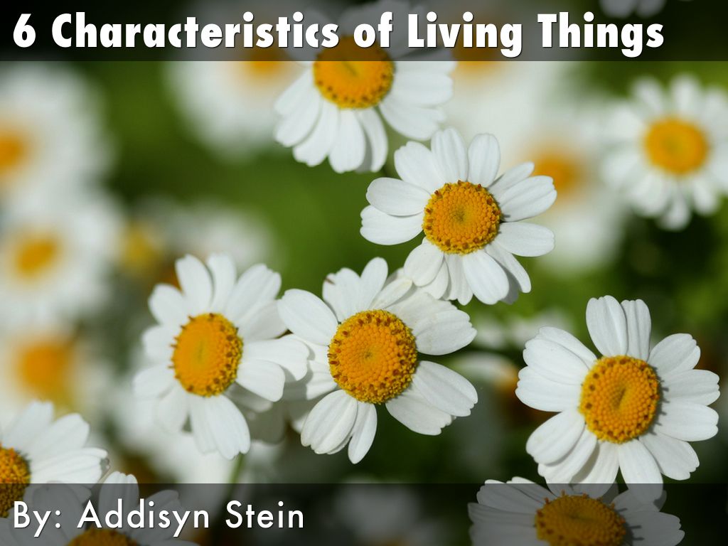 6 Characteristics Of Living Things By Astein21 6-characteristics-of-living-things-by-astein21